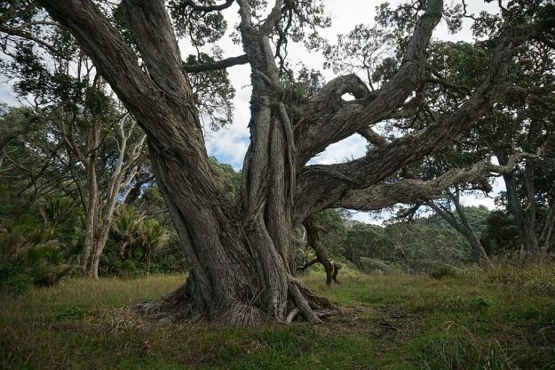 Orokawa Bay and Homunga Bay | motowalknz