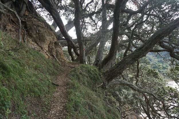 Orokawa Bay and Homunga Bay | motowalknz