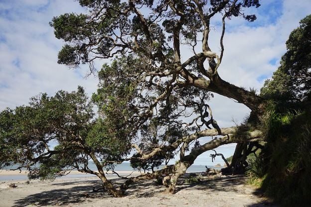 Orokawa Bay and Homunga Bay | motowalknz