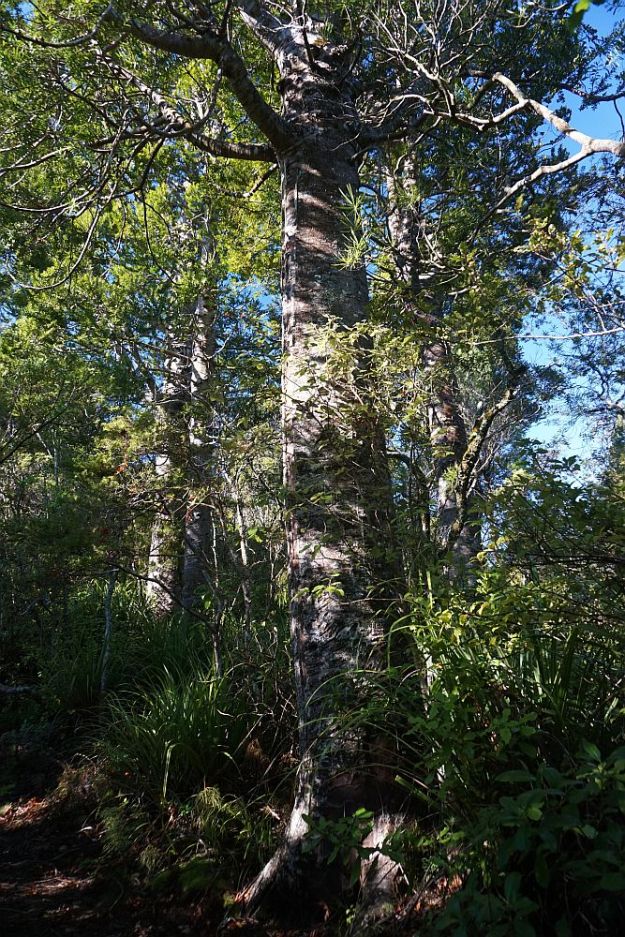 Lindemann Loop Track and Wairoa Shelter | motowalknz