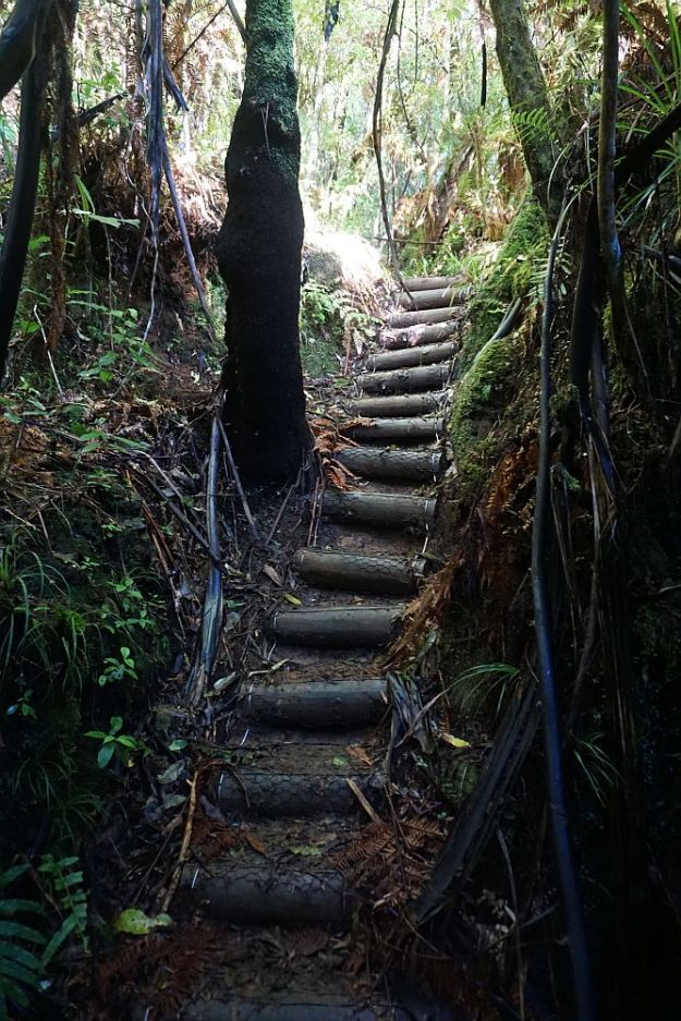 Lindemann Loop Track and Wairoa Shelter | motowalknz