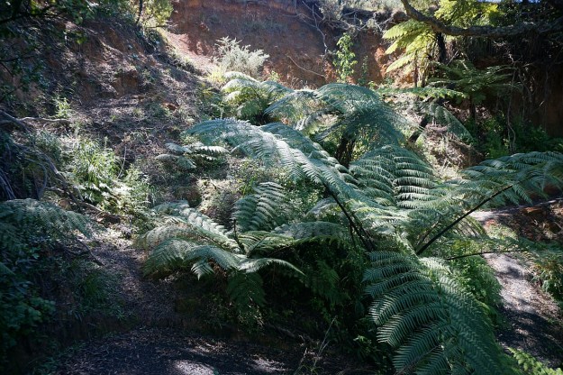 Kauri Point – Ongare Point | motowalknz