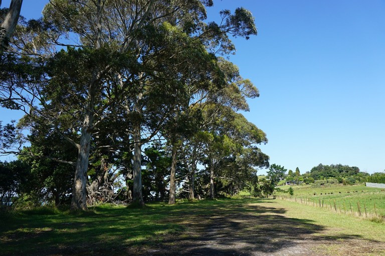 Kauri Point – Ongare Point | motowalknz