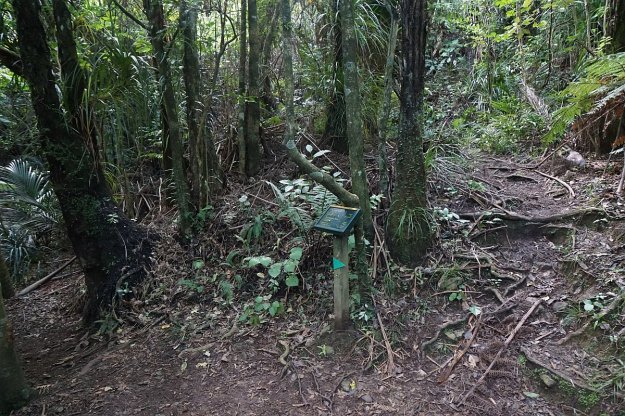Tui Tracks to Mt Te Aroha Summit | motowalknz