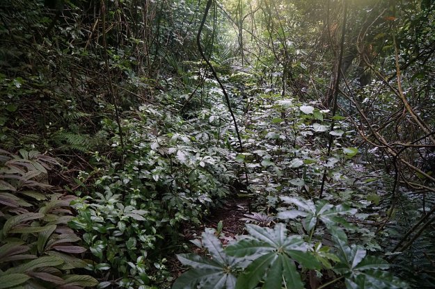 Tui Tracks to Mt Te Aroha Summit | motowalknz