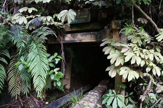 Tui Tracks to Mt Te Aroha Summit | motowalknz