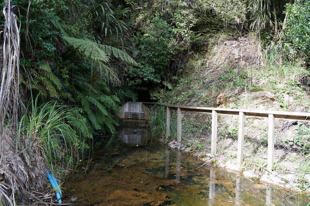Tui Tracks to Mt Te Aroha Summit | motowalknz