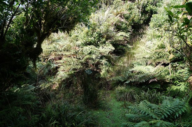 Tui Tracks to Mt Te Aroha Summit | motowalknz