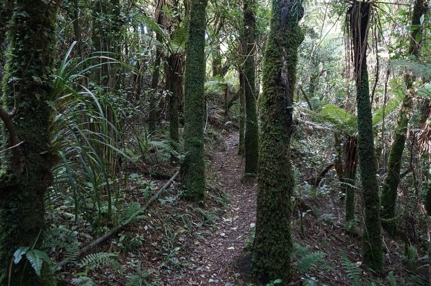 Tui Tracks to Mt Te Aroha Summit | motowalknz