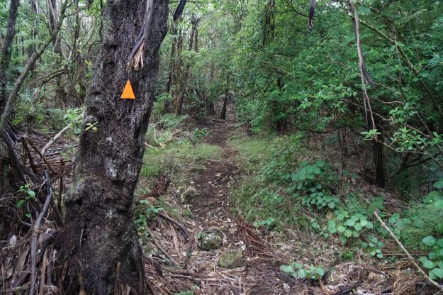 Waiorongomai Pylon Peak Track | motowalknz