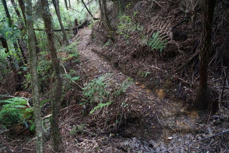 Waiorongomai Pylon Peak Track | motowalknz