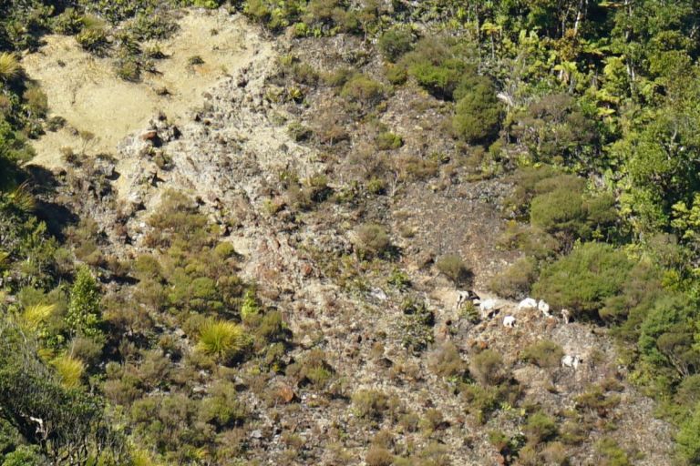 Waiorongomai Pylon Peak Track | motowalknz