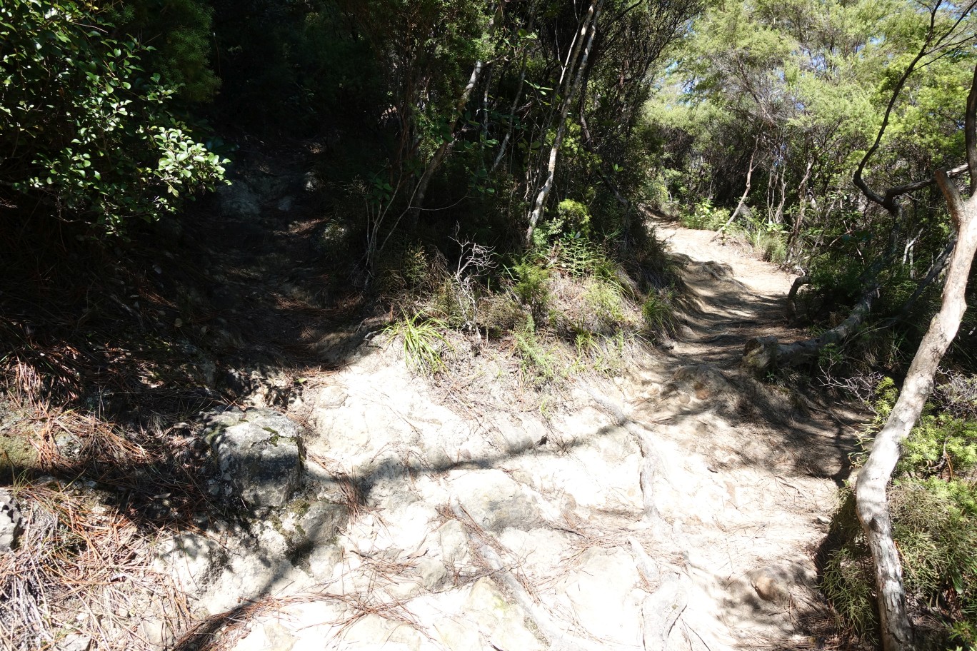 Pauanui Summit Track | motowalknz