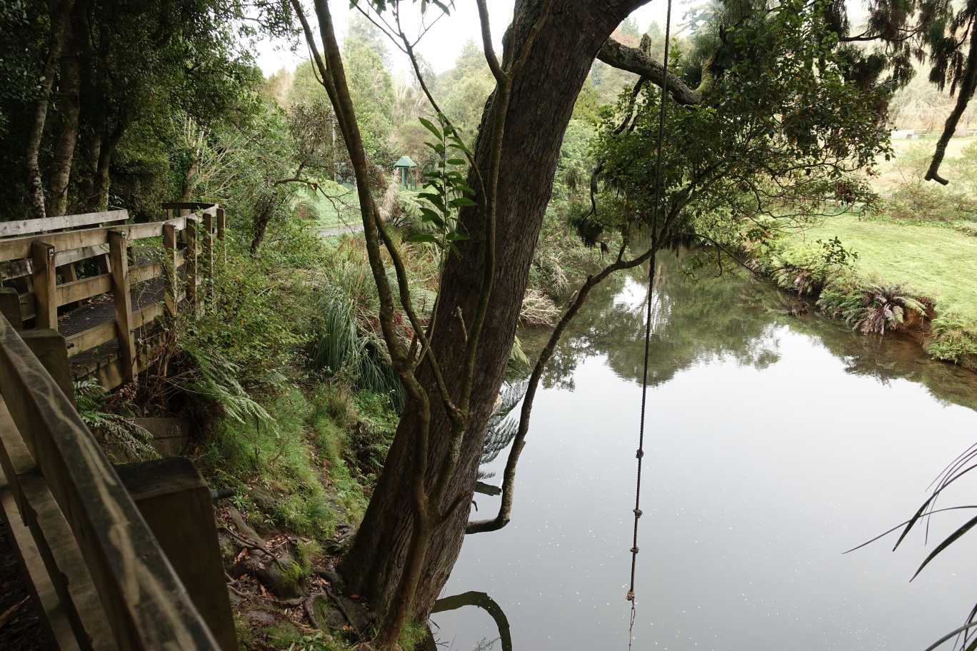 Kaniwhaniwha Nikau Loop Walk and Caves | motowalknz