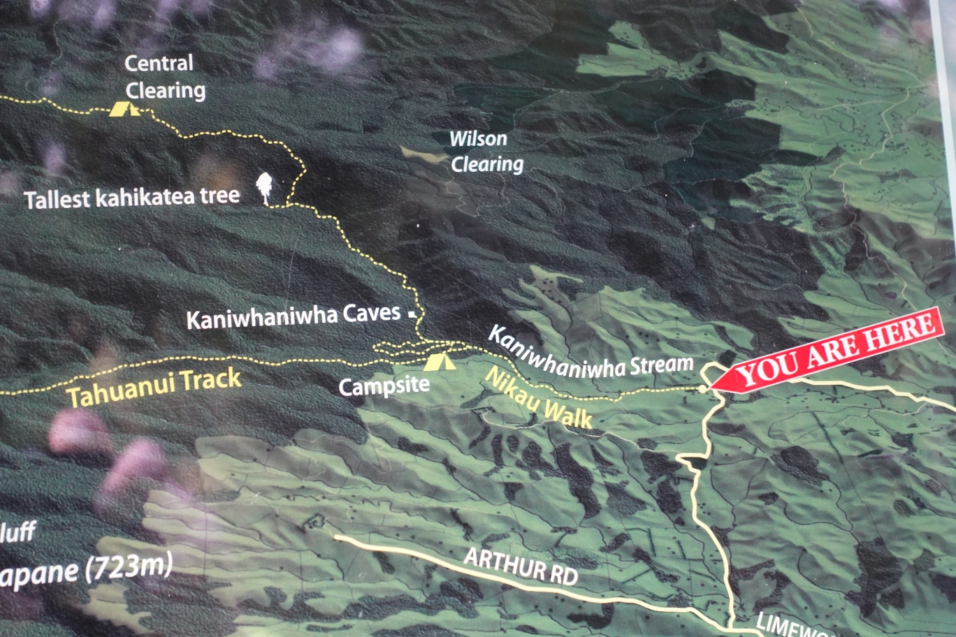 Kaniwhaniwha Nikau Loop Walk and Caves | motowalknz