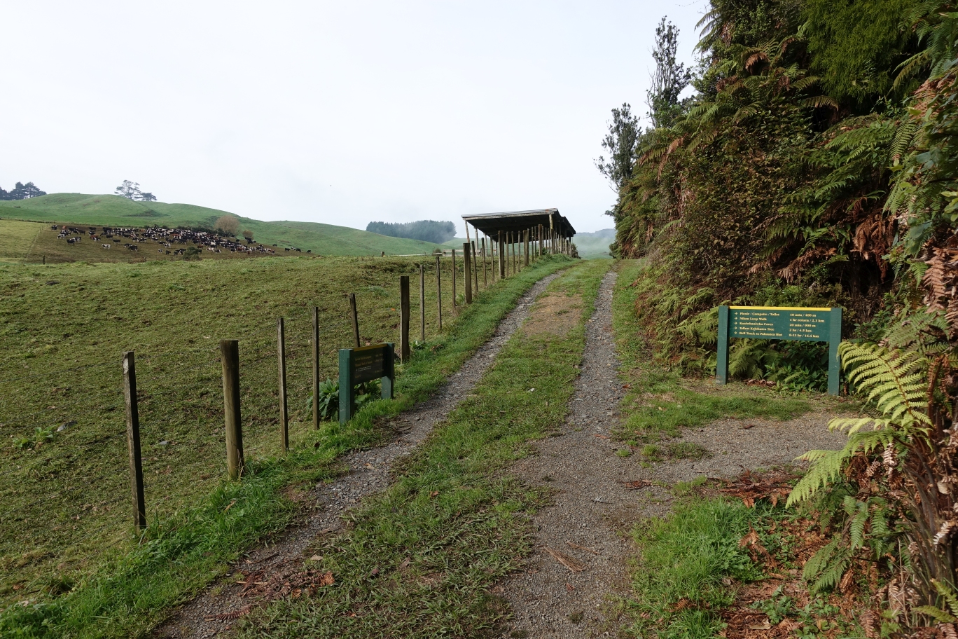 Kaniwhaniwha Nikau Loop Walk and Caves | motowalknz