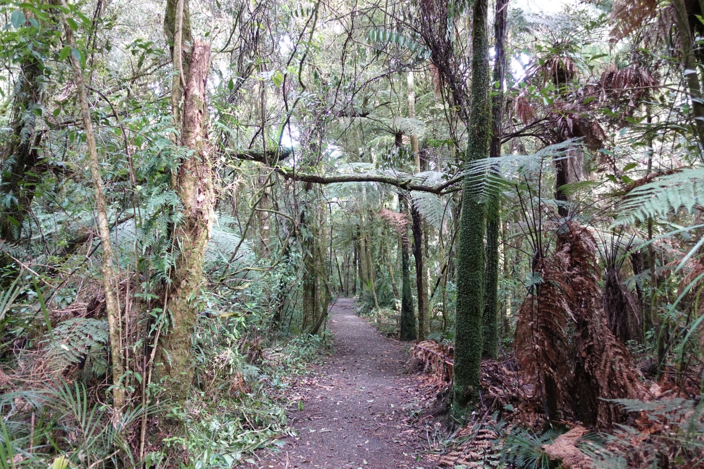 Kaniwhaniwha Nikau Loop Walk and Caves | motowalknz