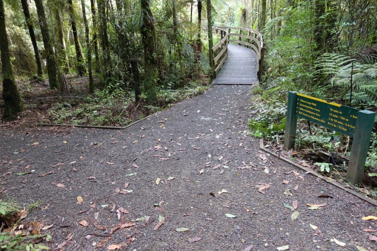 Kaniwhaniwha Nikau Loop Walk and Caves | motowalknz