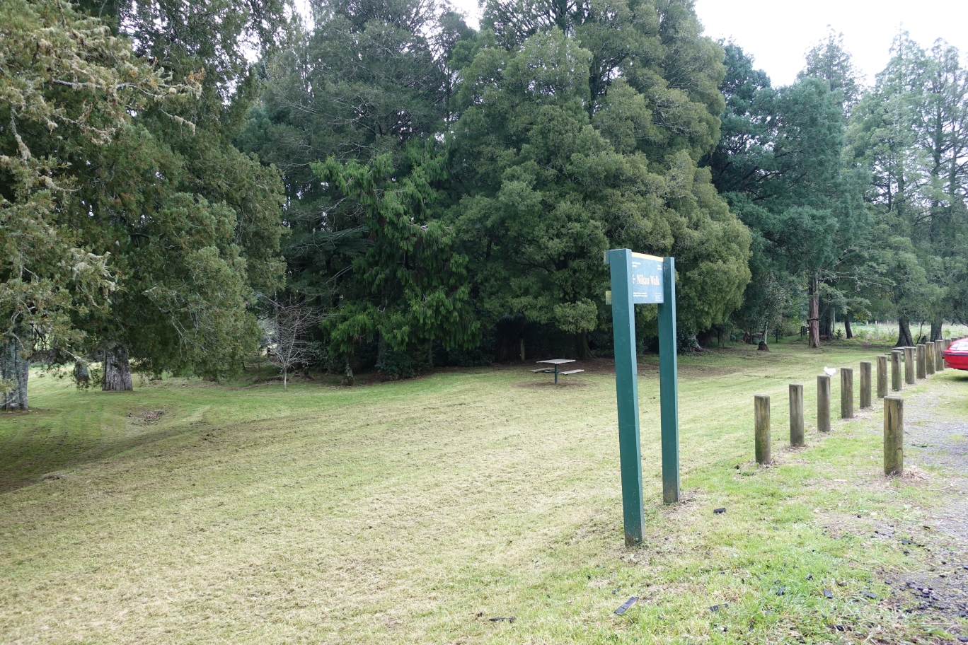 Kaniwhaniwha Nikau Loop Walk and Caves | motowalknz