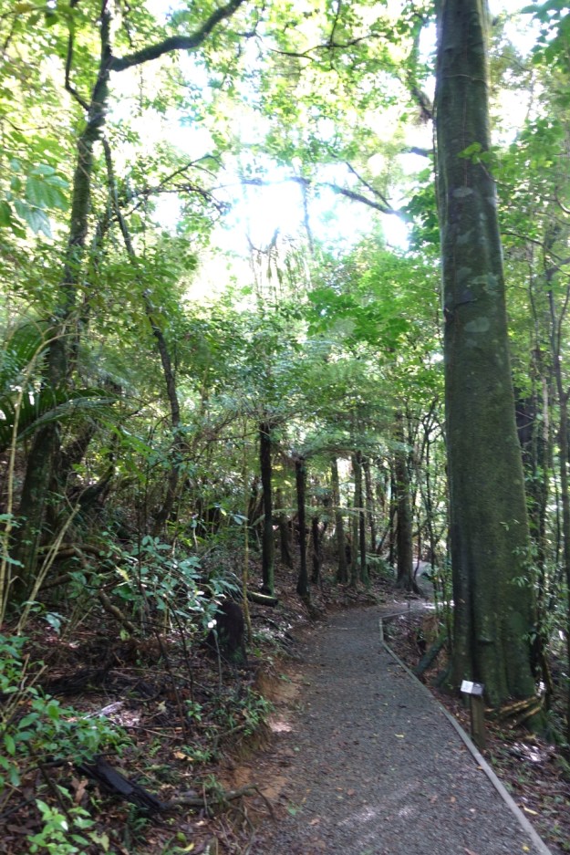 Mangakara Nature Walk, Pirongia | motowalknz