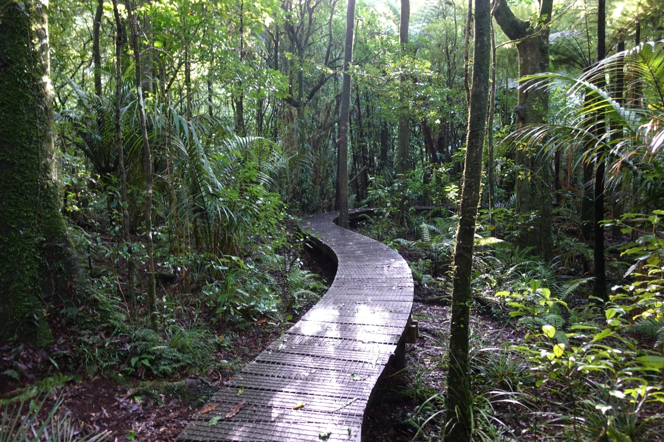 Mangakara Nature Walk, Pirongia | motowalknz