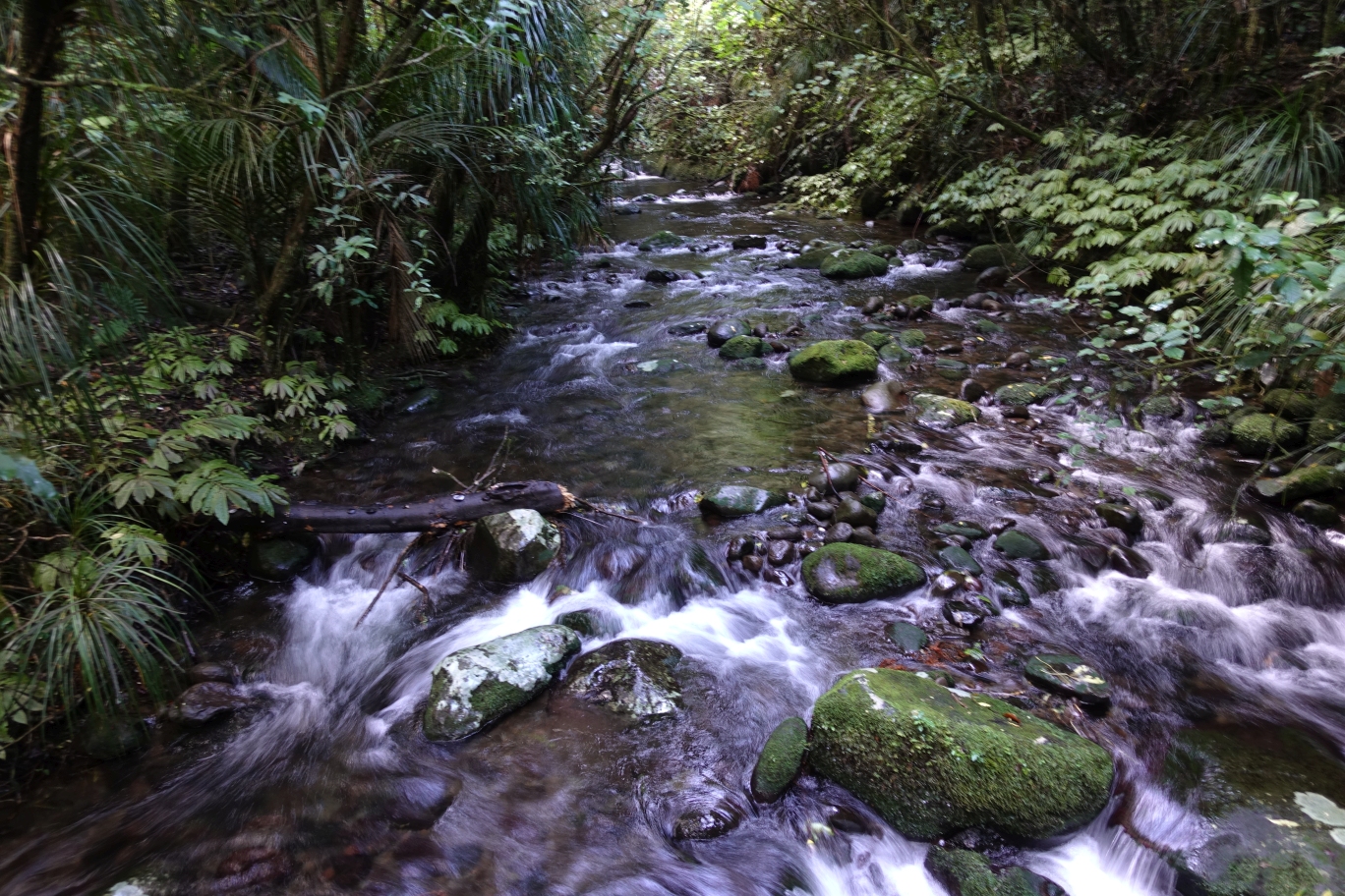 Mangakara Nature Walk, Pirongia | motowalknz