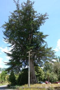 Taitua Arboretum and Till’s Lookout, Hamilton | motowalknz