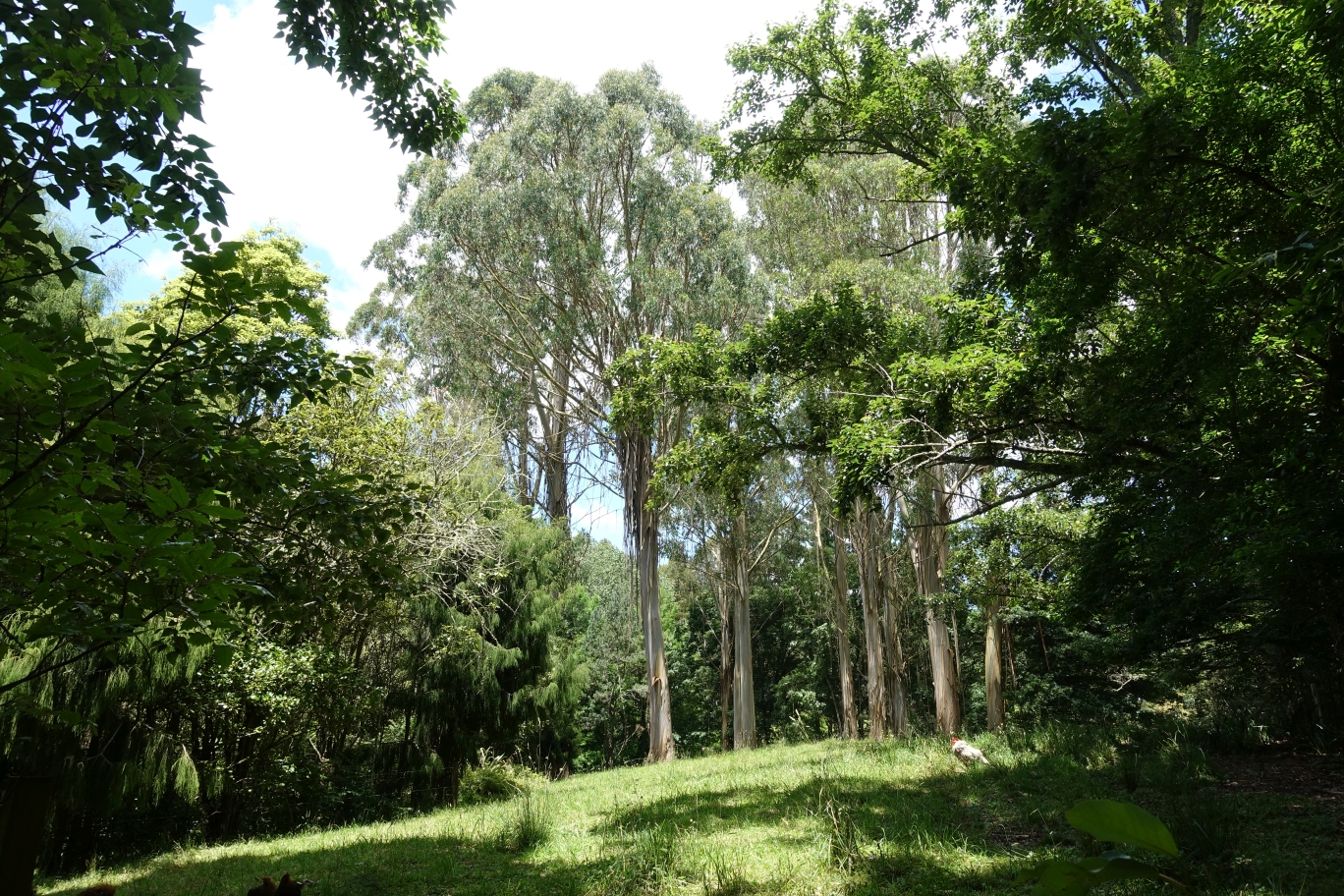 Taitua Arboretum and Till’s Lookout, Hamilton | motowalknz