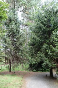 Taitua Arboretum and Till’s Lookout, Hamilton | motowalknz