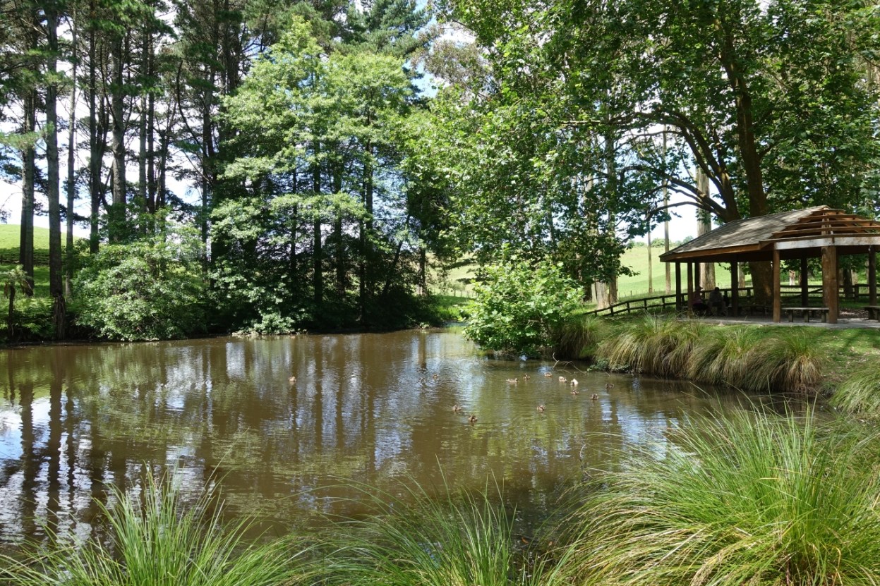 Taitua Arboretum and Till’s Lookout, Hamilton | motowalknz