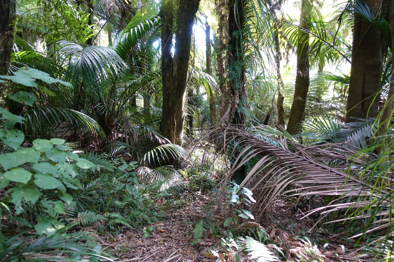 Te Waiti Nature Trail, Opotiki | motowalknz