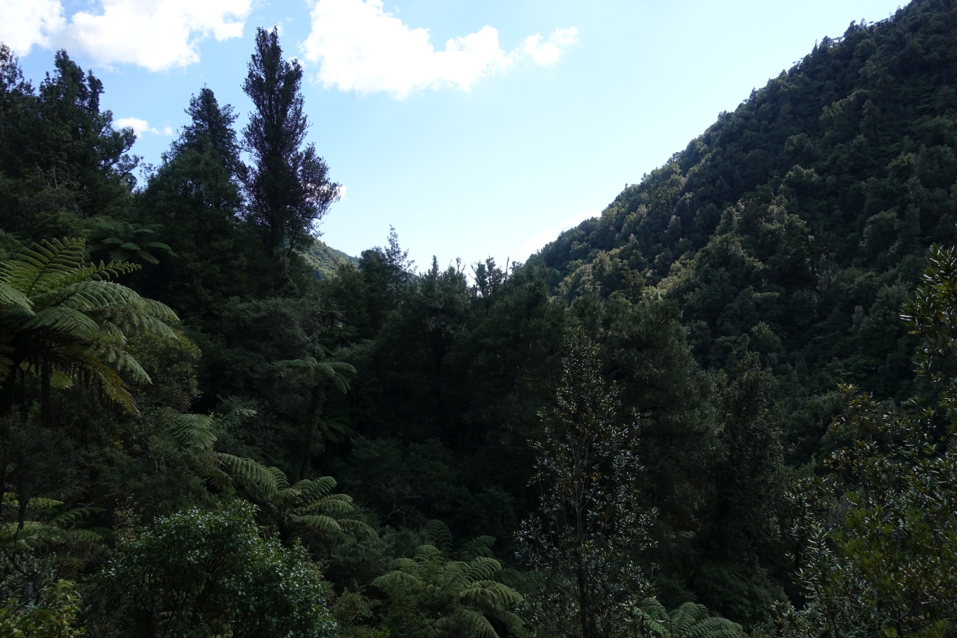 Te Waiti Nature Trail, Opotiki | motowalknz