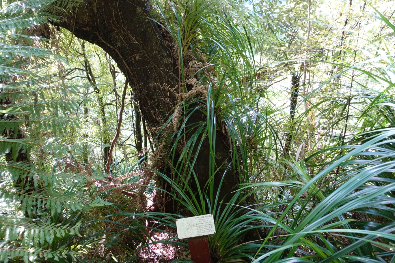Te Waiti Nature Trail, Opotiki | motowalknz