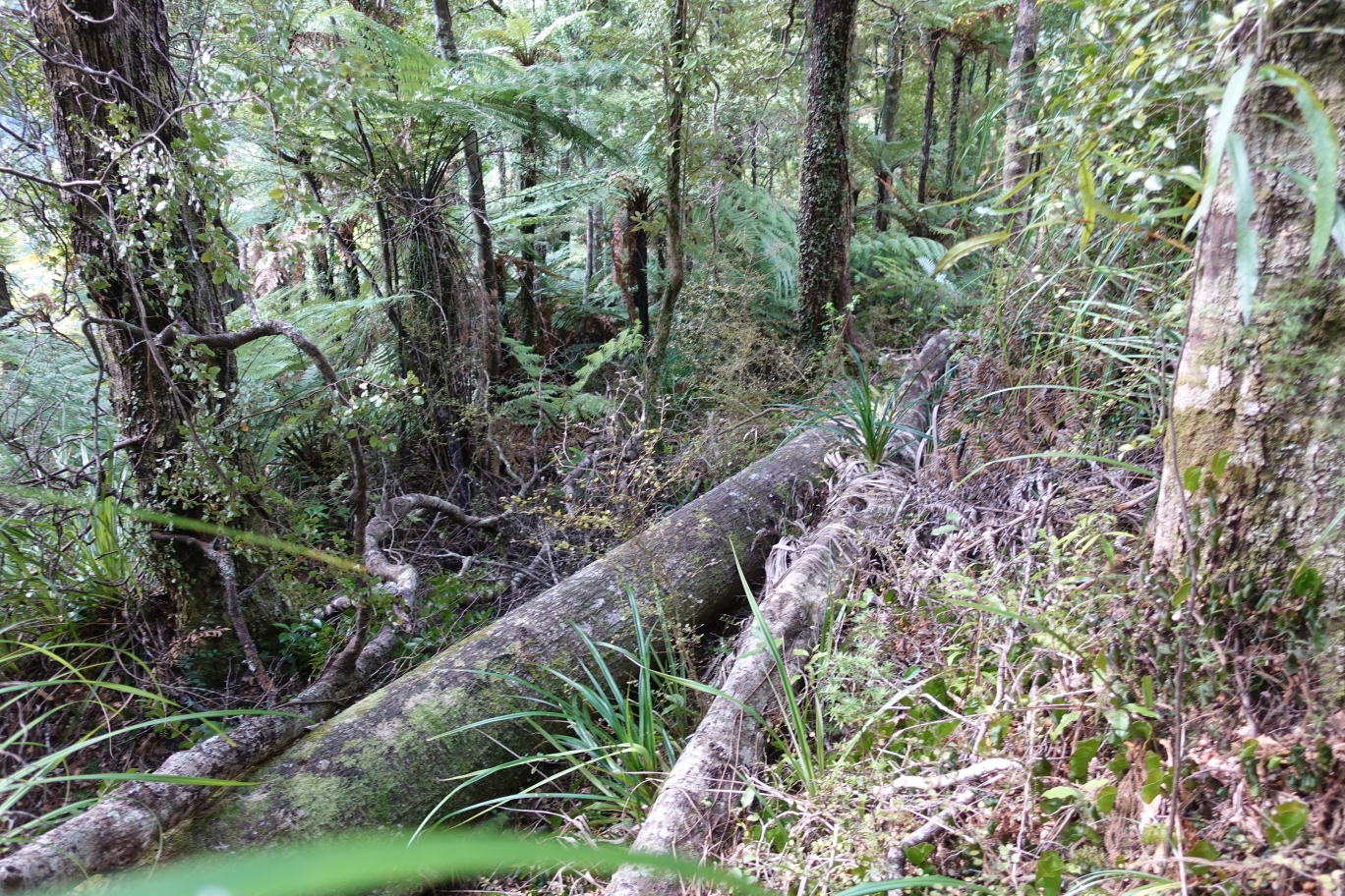 Te Waiti Nature Trail, Opotiki | motowalknz