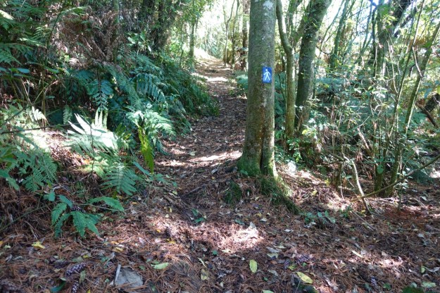 Lake Okaro Walkway | motowalknz