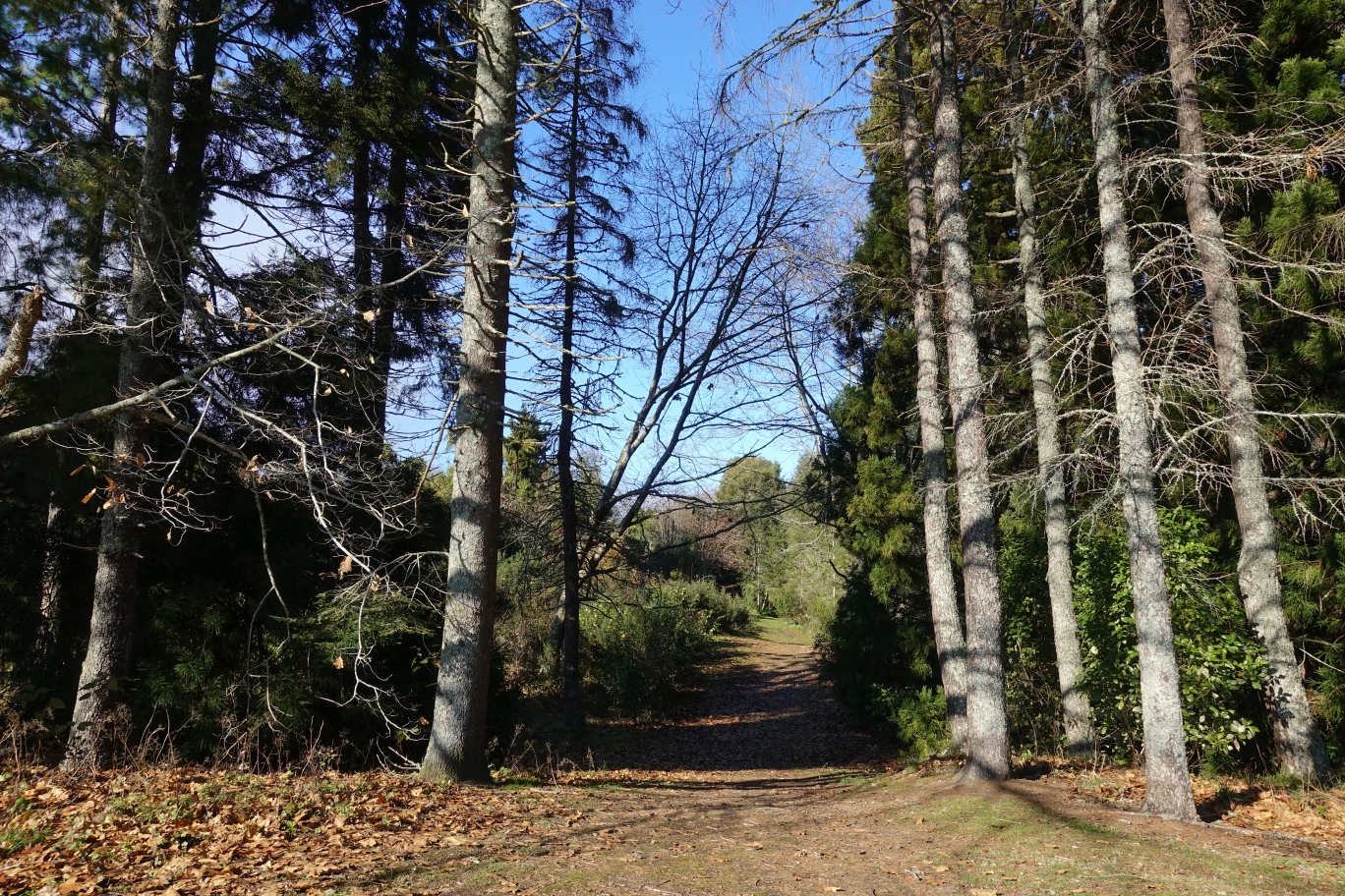 Utuhina Walkway, Rotorua | motowalknz