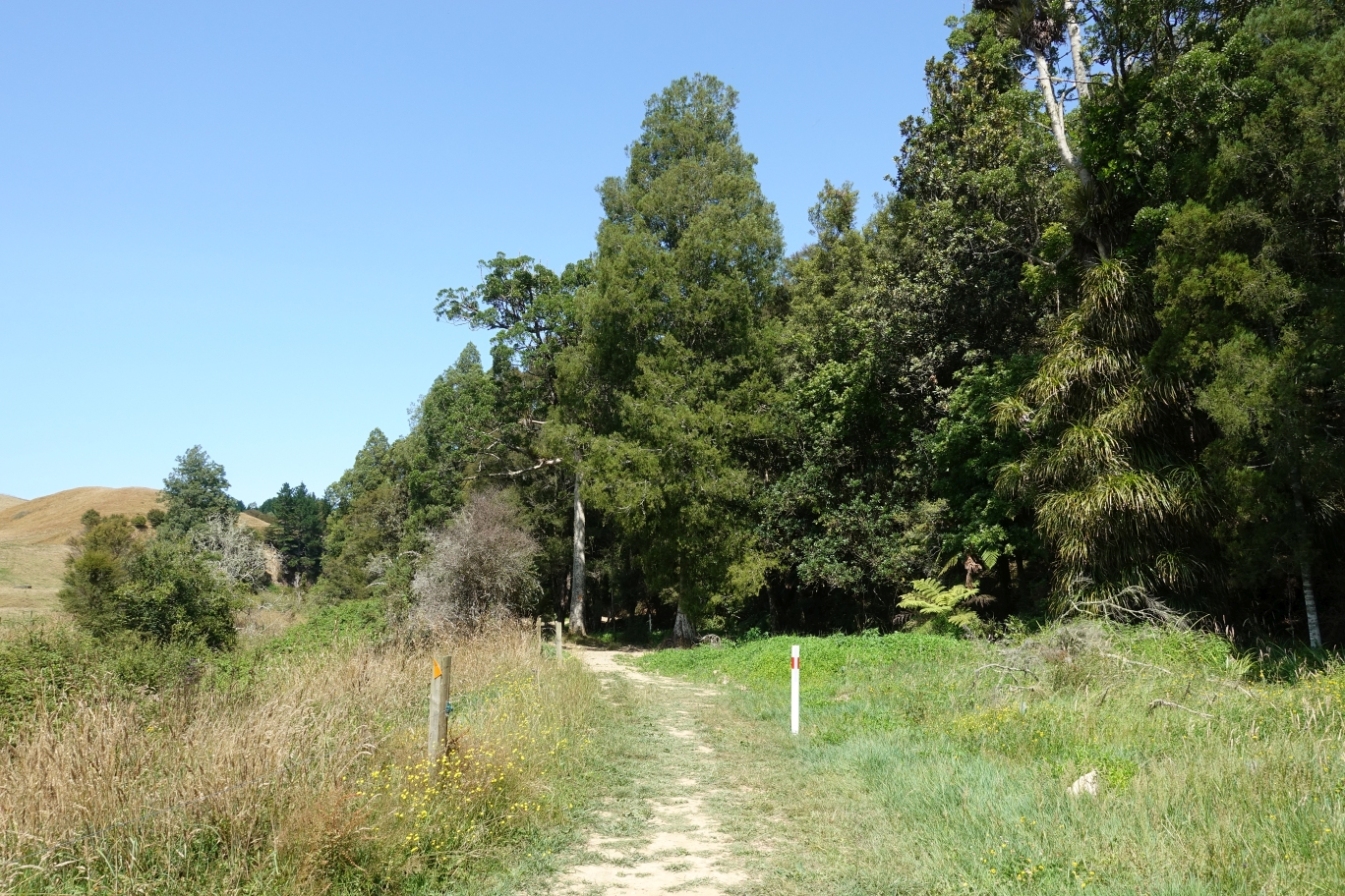 Karakariki Track to Waterfall, Whatawhata | motowalknz