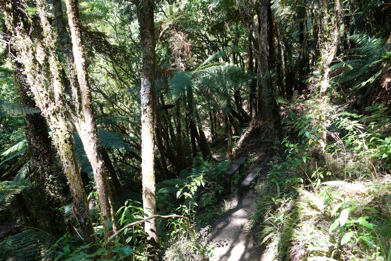 Karakariki Track to Waterfall, Whatawhata | motowalknz