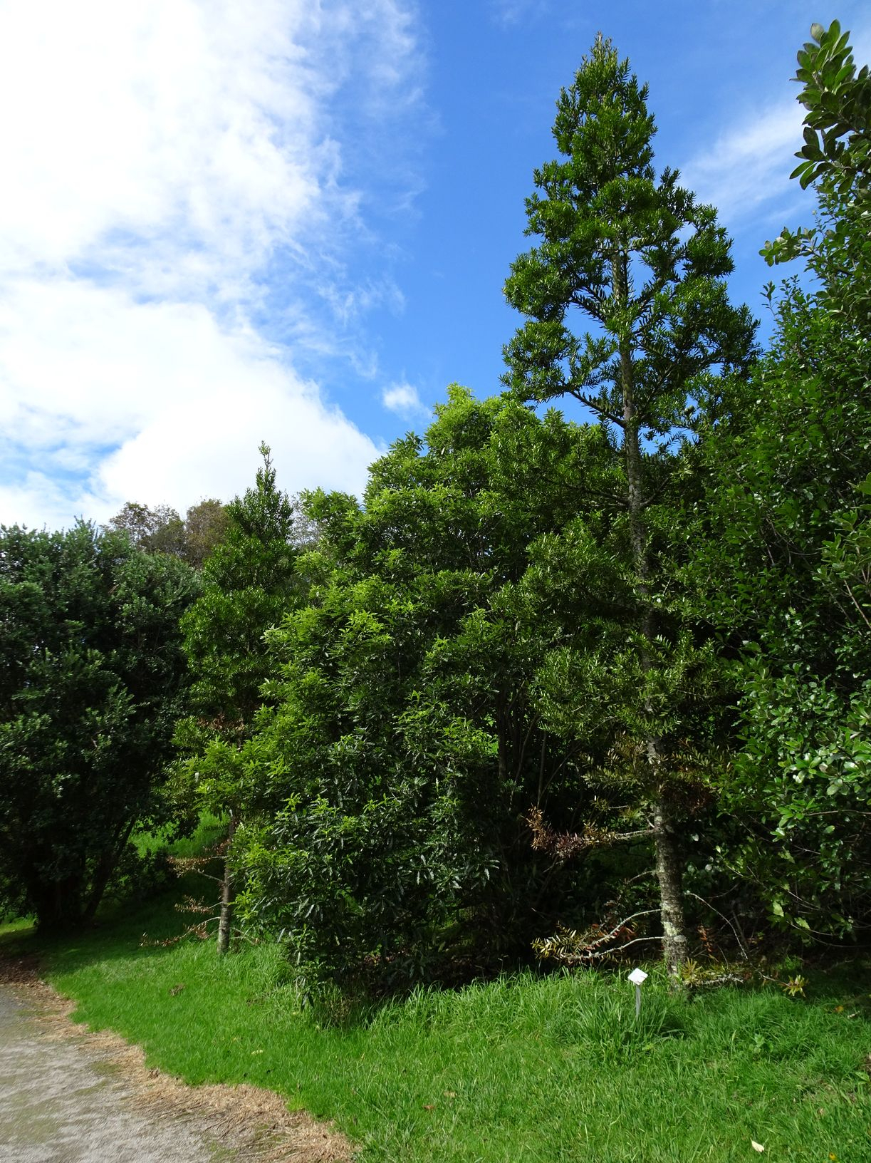 Kotukutuku Gully, Maketu | motowalknz