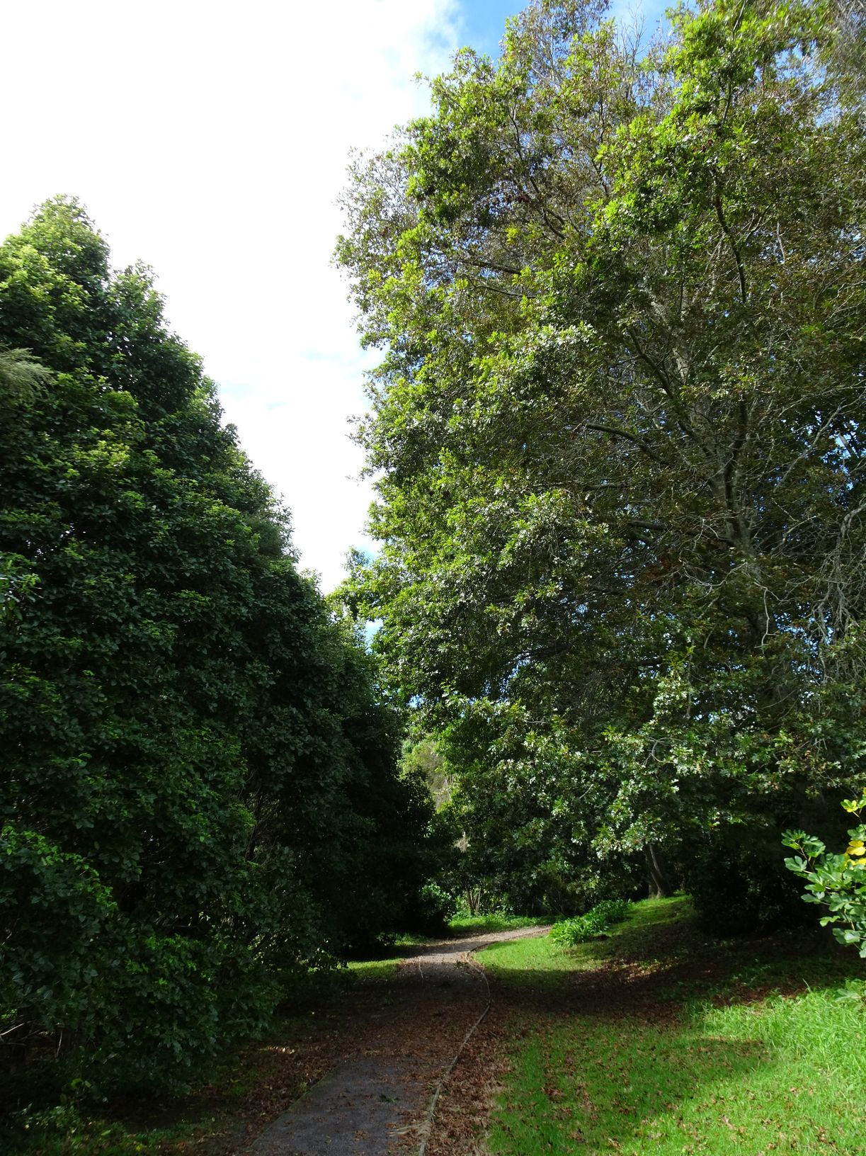 Kotukutuku Gully, Maketu | motowalknz