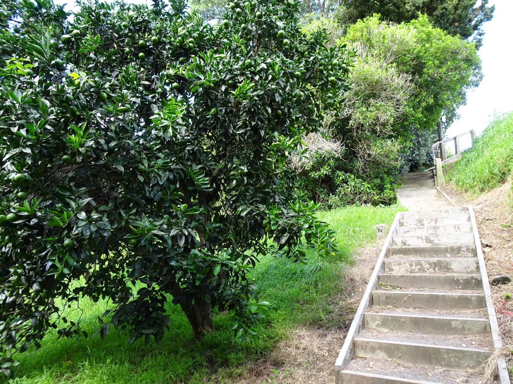 Kotukutuku Gully, Maketu | motowalknz