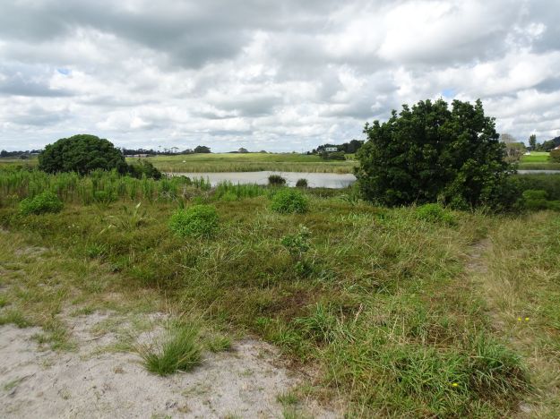 Wetlands at Awakaponga and Matata | motowalknz