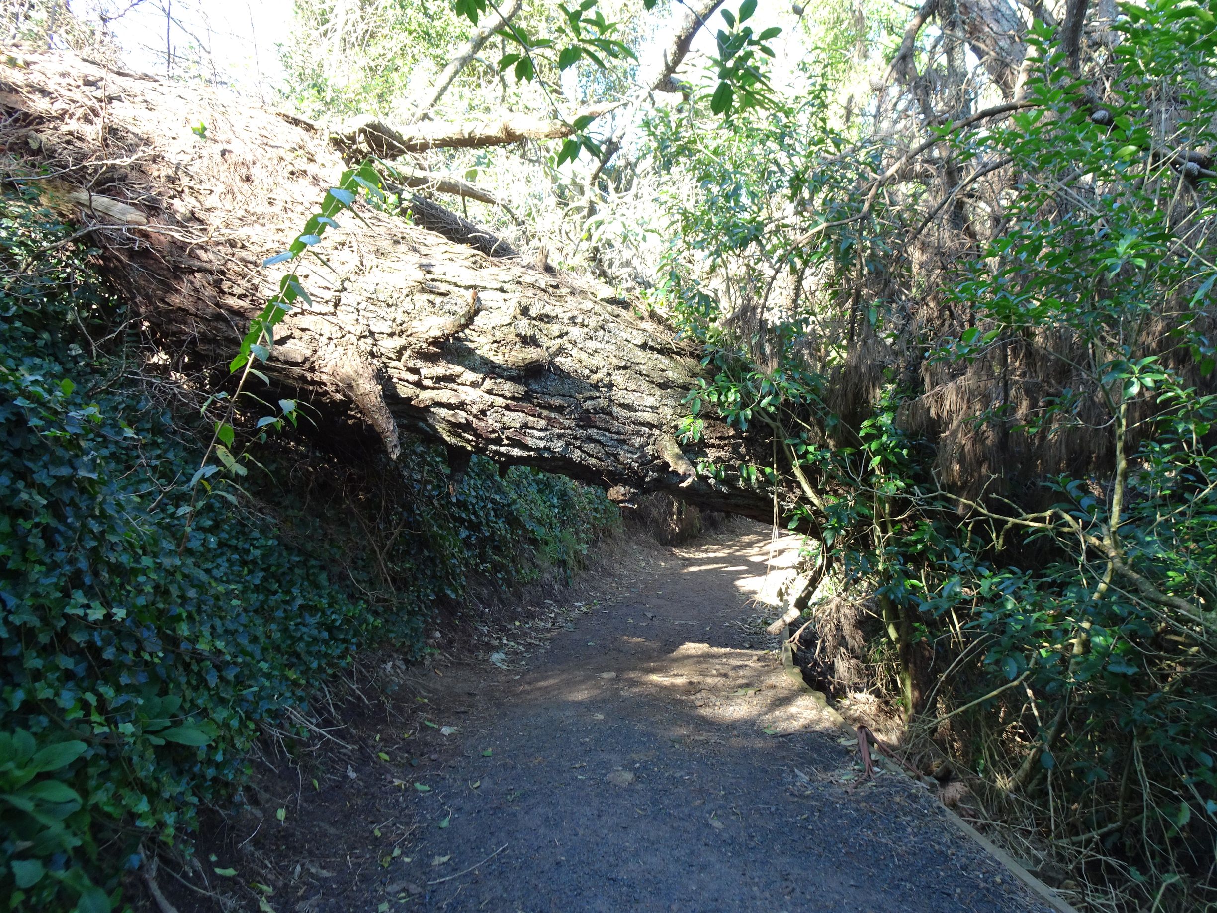 Newstead Walkway, Hamilton | motowalknz